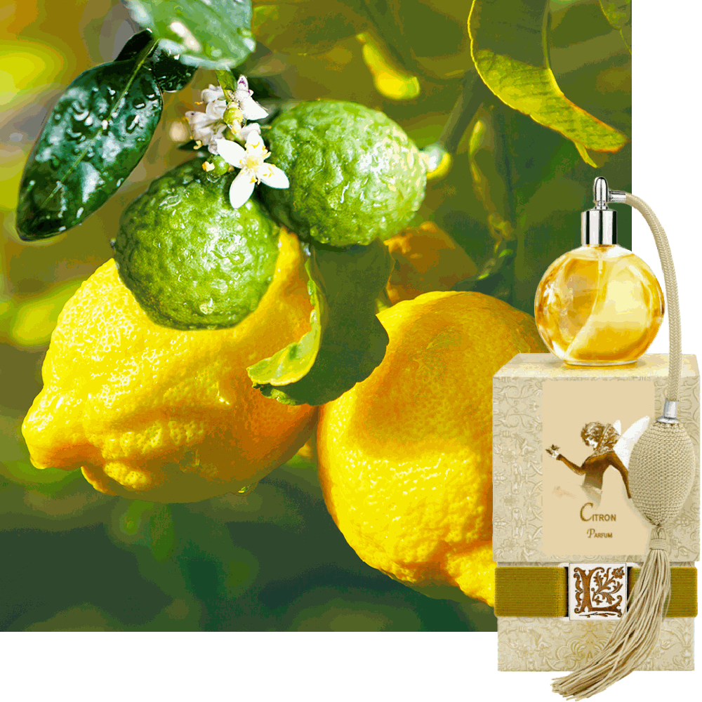 Citron -The ancient lemony is the base of Fruity-Woody-Fresh fragrance ...