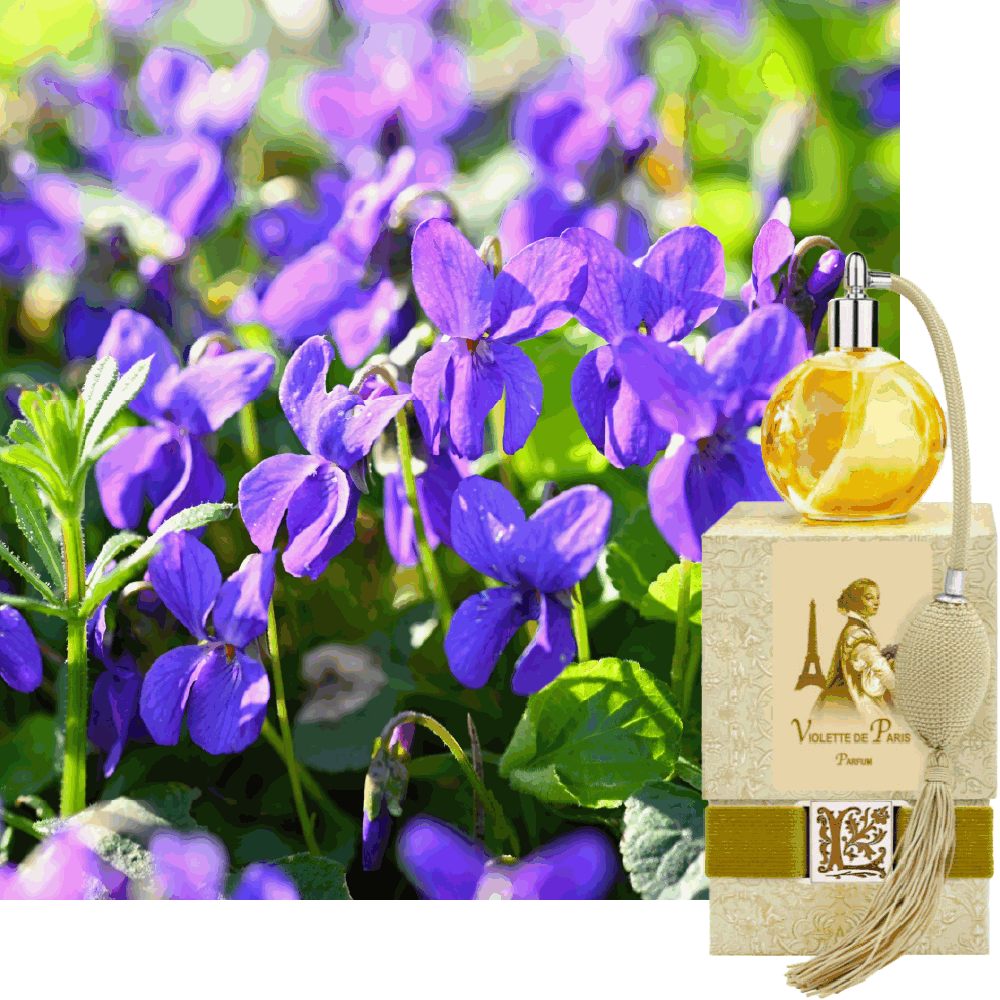 Violette de Paris – Iconic Floral-Spicy Scent of Timeless Elegance ...