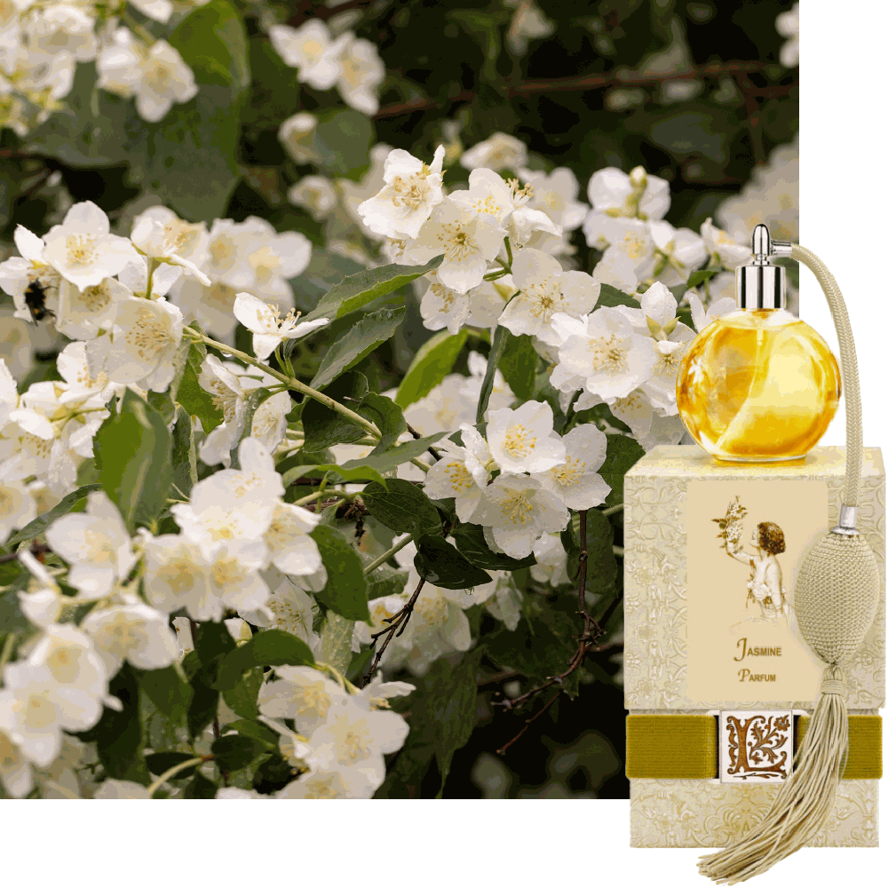 French Jasmine Collection, Notes: plump citrus, moroccan jasmine, musk ...