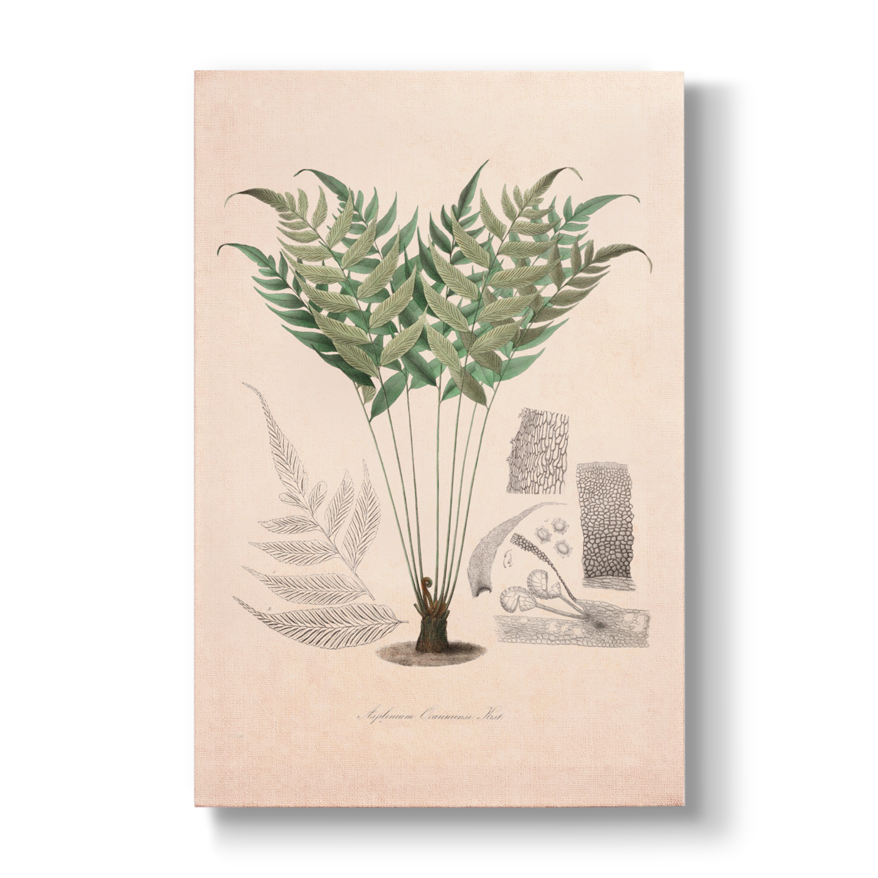 Asplenium ocanniense - Botanical Print | La Bouquetière