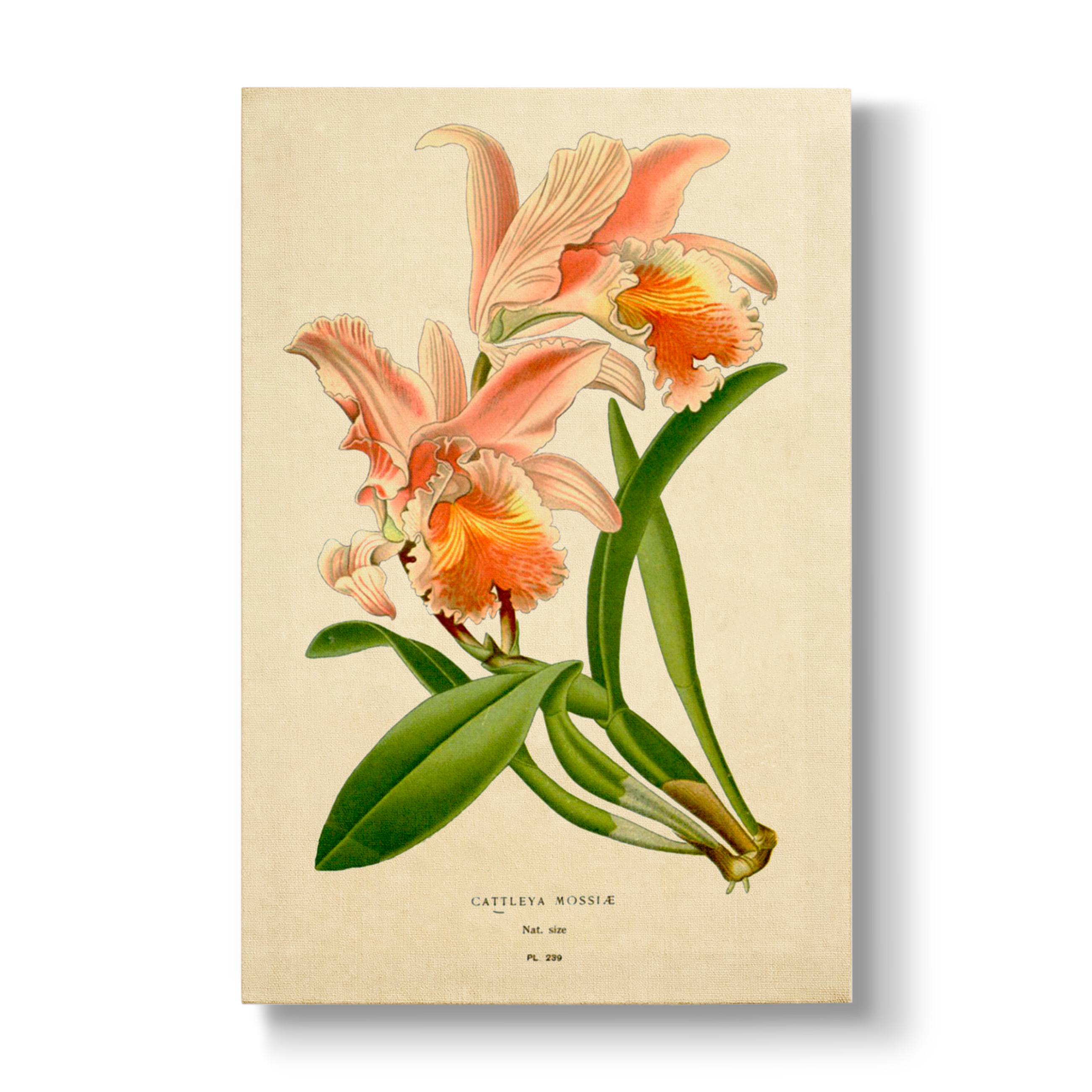 Cattleya mossiae - Botanical Print | La Bouquetière